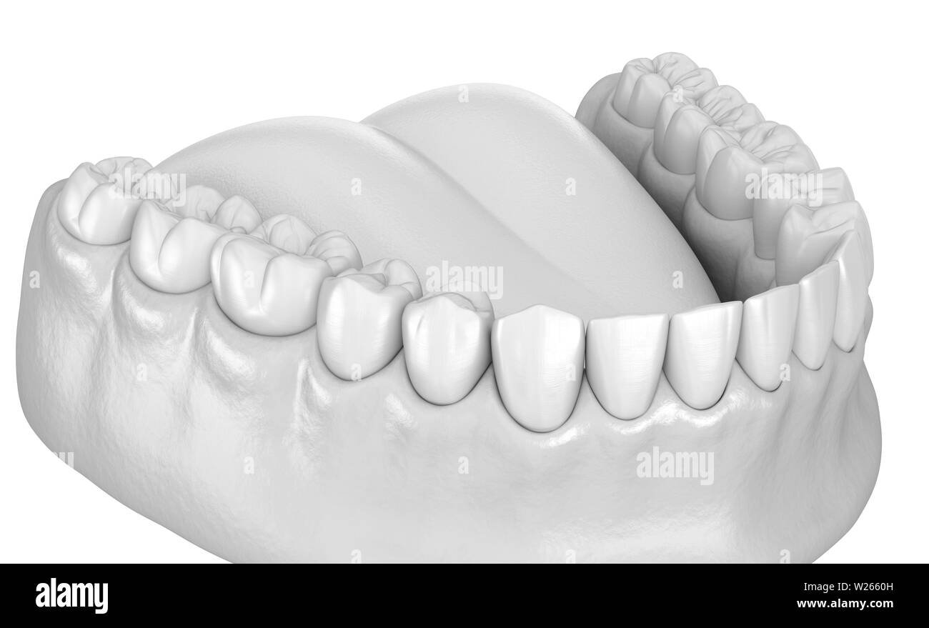 Mandibular human gum and teeth anatomy. Medically accurate tooth 3D ...