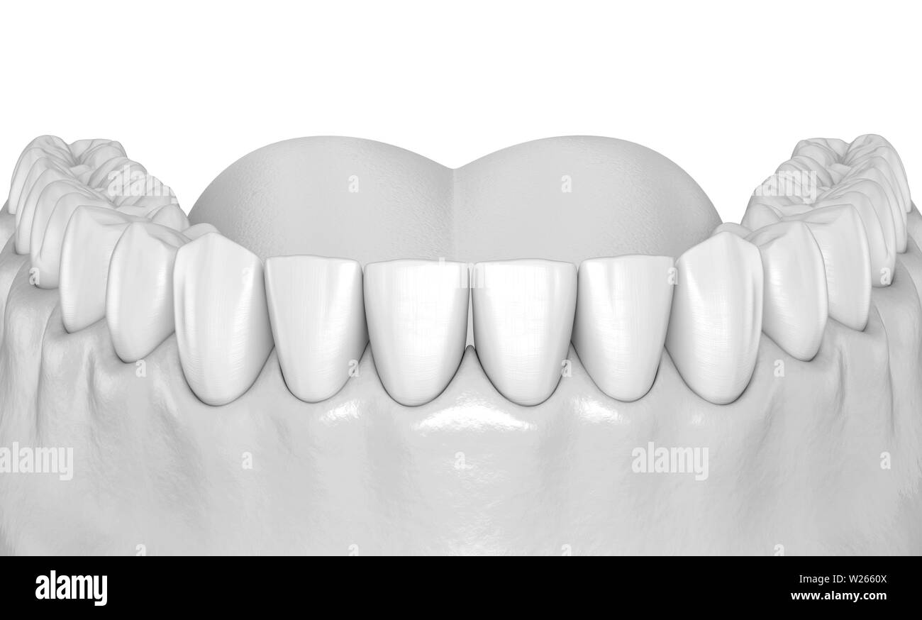 Mandibular human gum and teeth anatomy. Medically accurate tooth 3D ...
