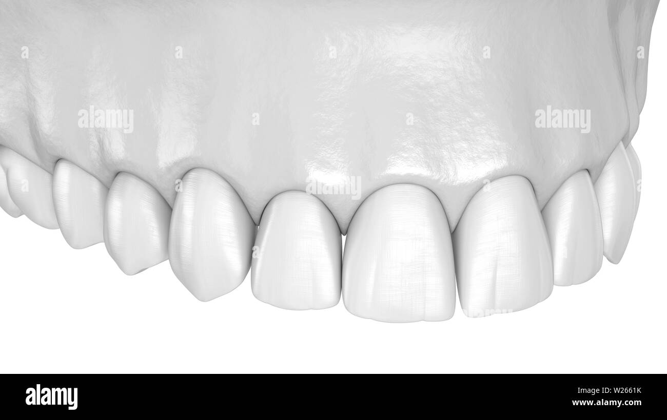 Maxillary human gum and teeth. Medically accurate tooth 3D illustration ...