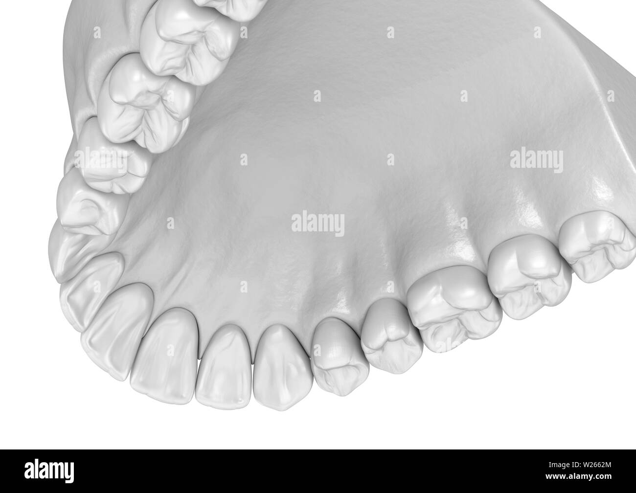 Maxillary human gum and teeth. Medically accurate tooth 3D illustration ...