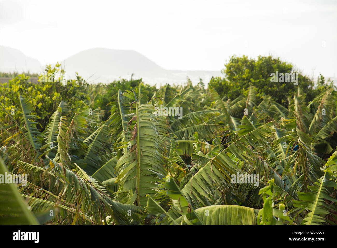 Tropical palm trees Stock Photo - Alamy