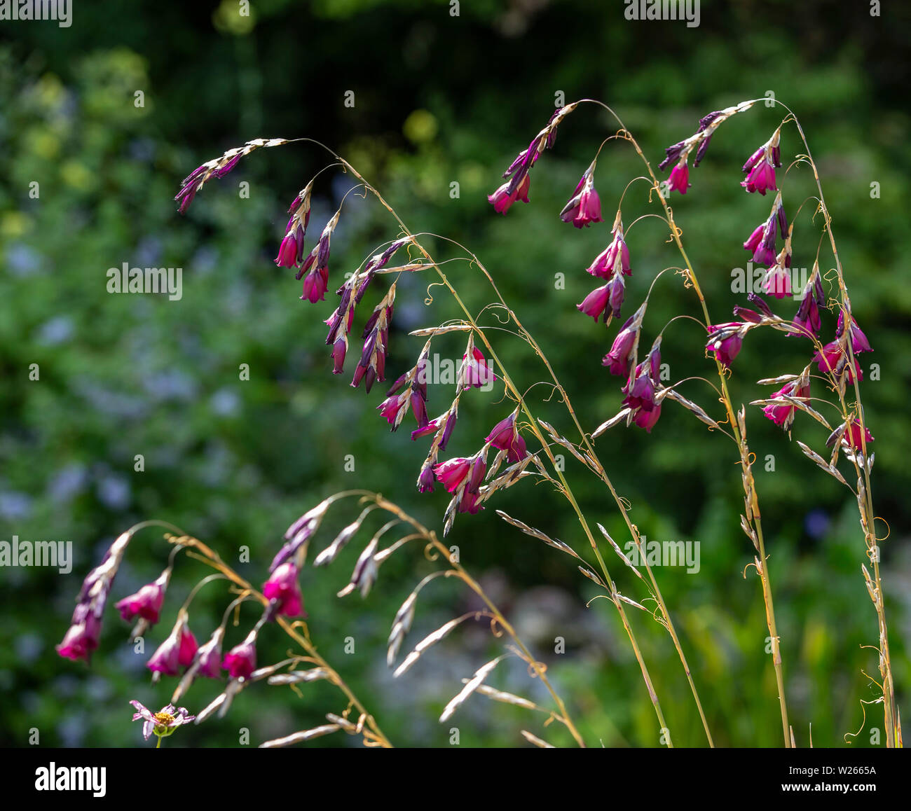 Dierama Merlin, Angels Fishing Rods, wandflower growing in a Devon ...