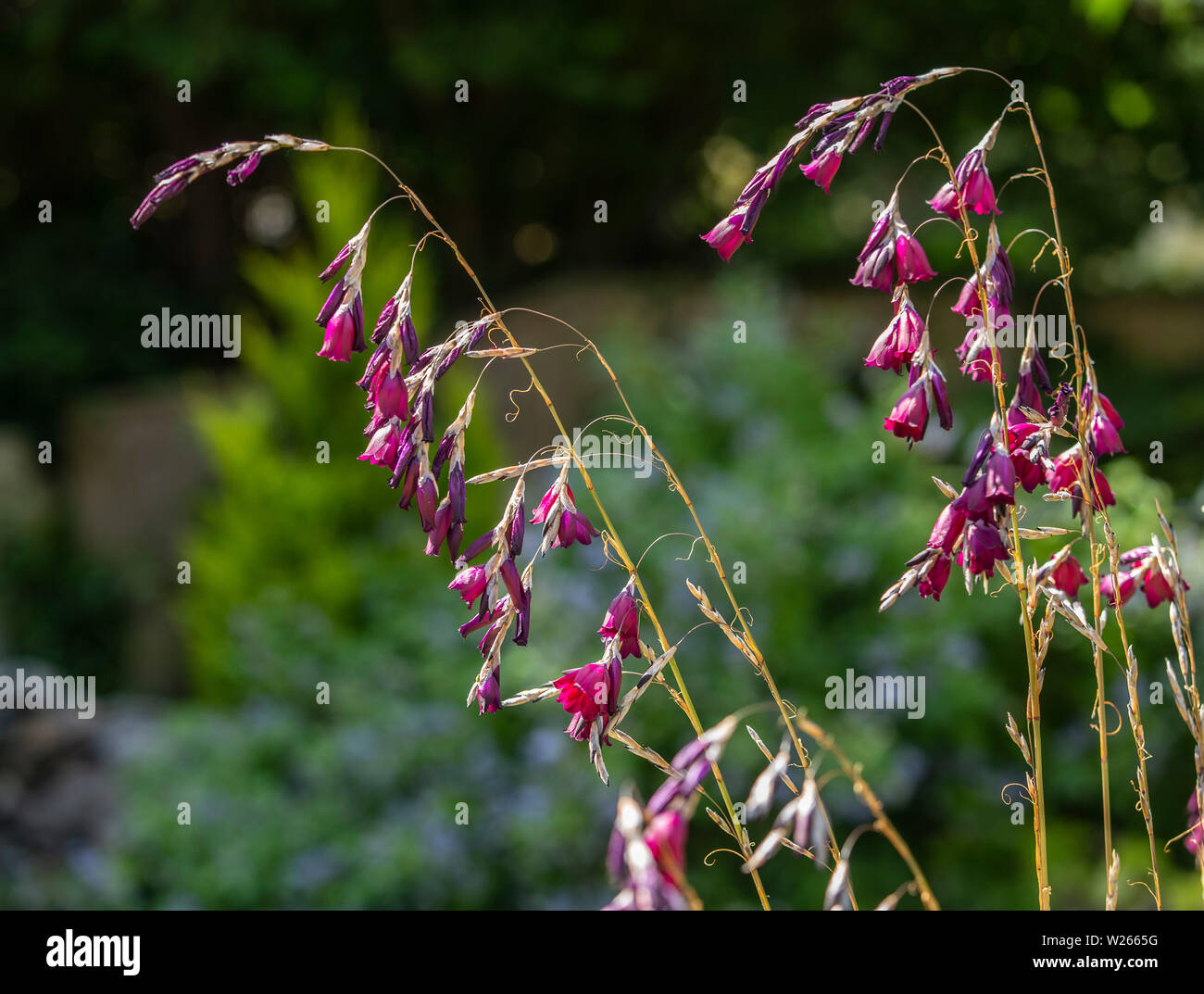 Dierama Merlin, Angels Fishing Rods, wandflower growing in a Devon ...