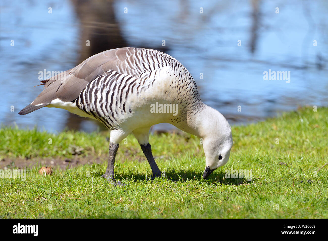 Male Magellan goose or upland goose (Chloephaga picta) eating on grass ...