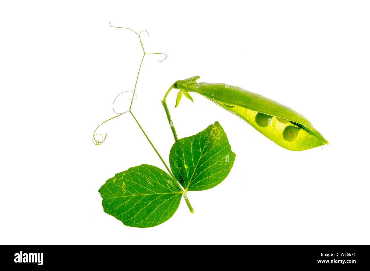 Young shoot and pod of green peas on white background Stock Photo - Alamy
