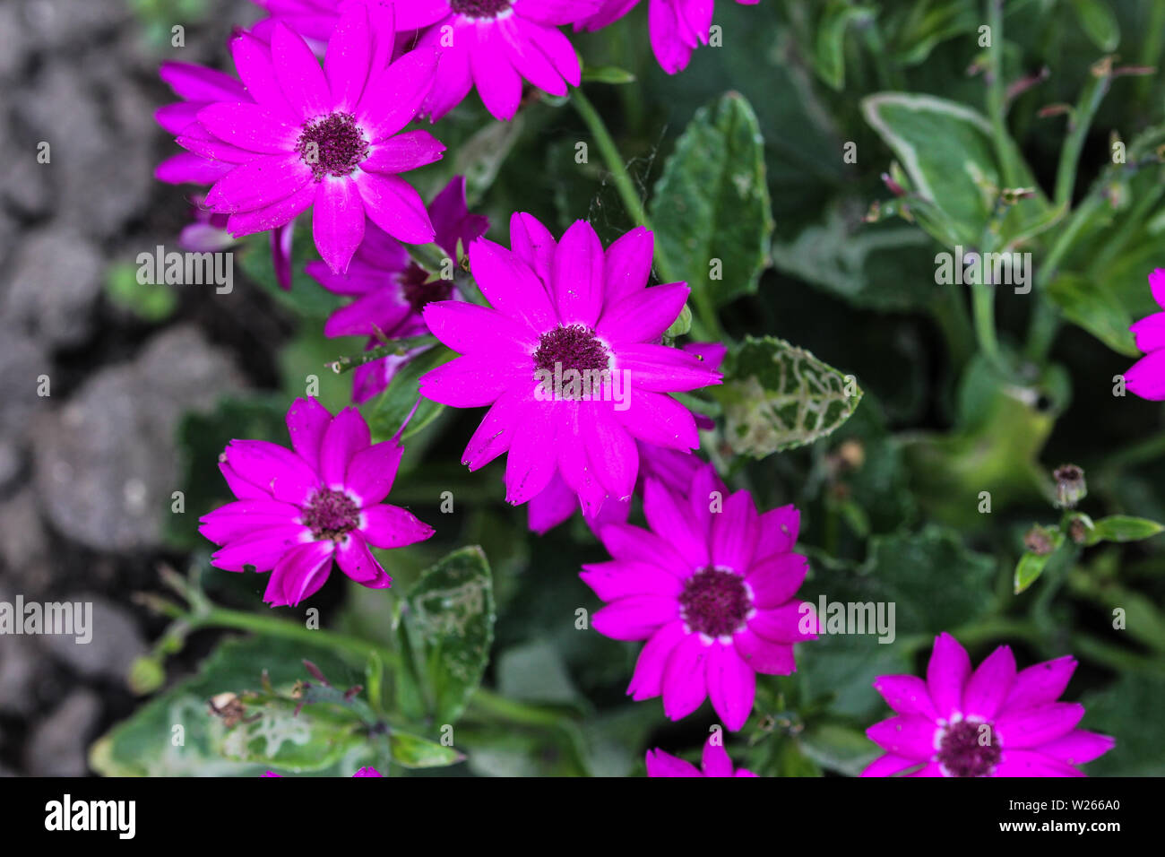 close up of Garden cineraria purple flower (cineraria hybrida) blooming ...