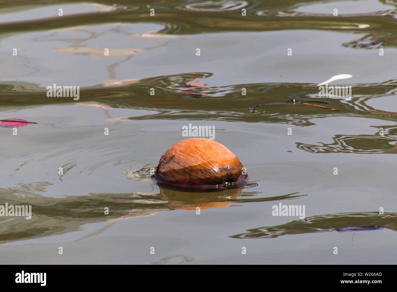 Coconut seed floating in water hi-res stock photography and images - Alamy