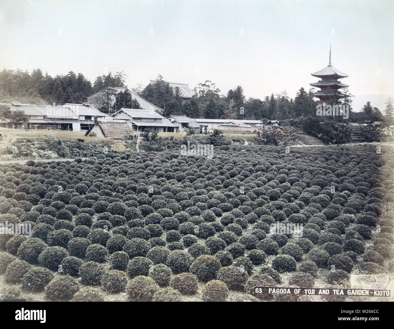 [ 1890s Japan - Tea Field & Toji Pagoda, Kyoto ] — In the middle of ...