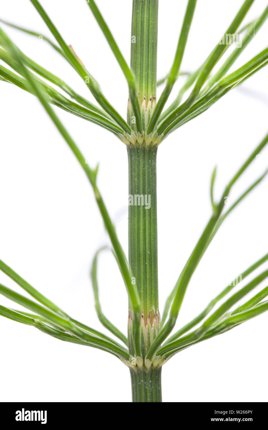 healing / medicinal plants: common horsetail (Equisetum, arvense) on ...