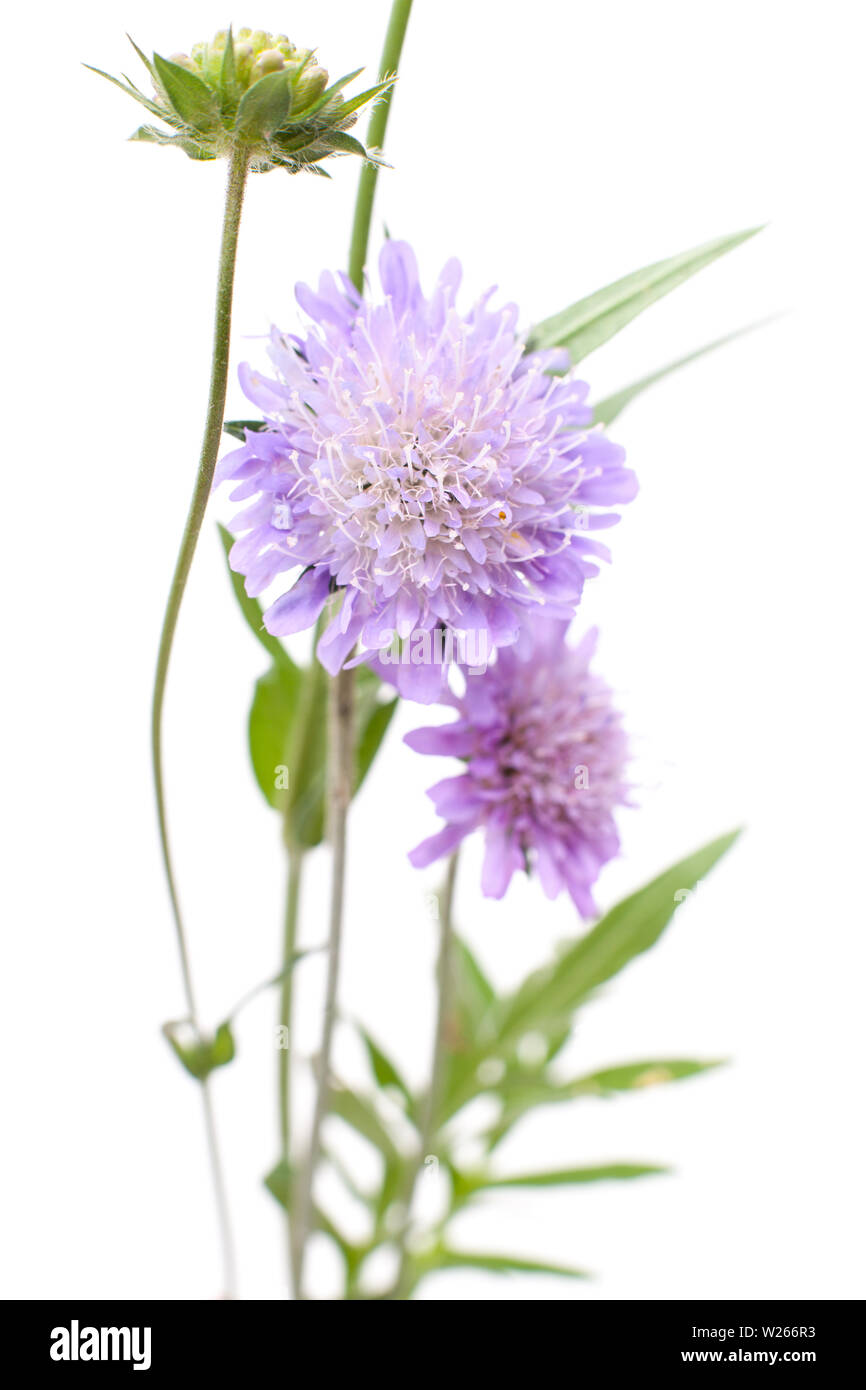 Field meadows Cut Out Stock Images & Pictures - Alamy