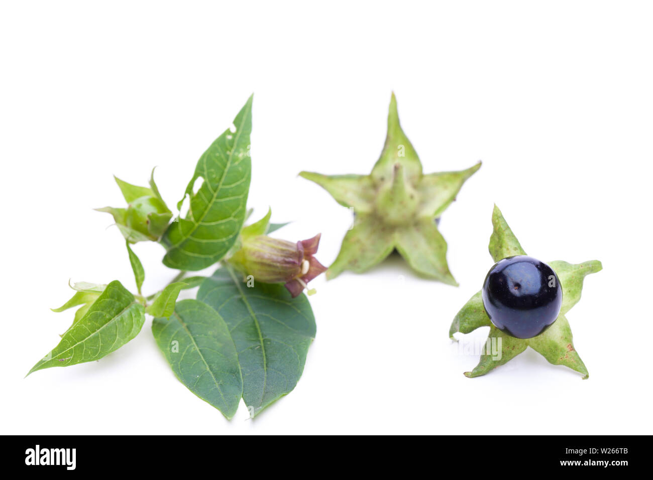 Belladonna poison hi-res stock photography and images - Alamy