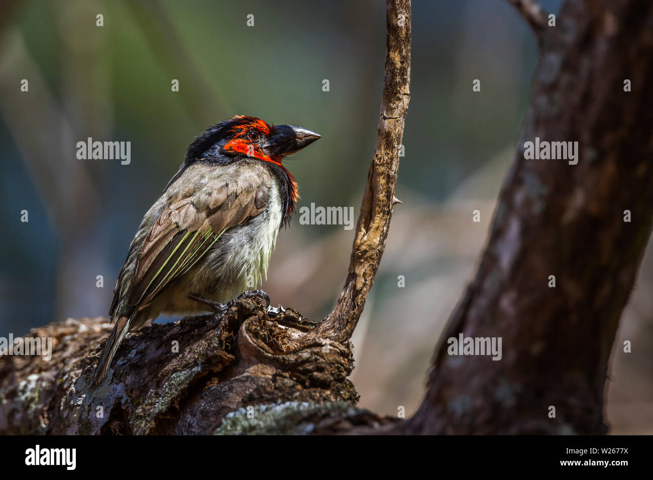 Black collared Barbet in natural background in Kruger National park ...