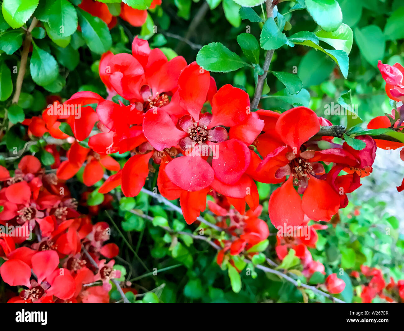 Ornamental quince chaenomeles superba chaenomeles hi-res stock ...