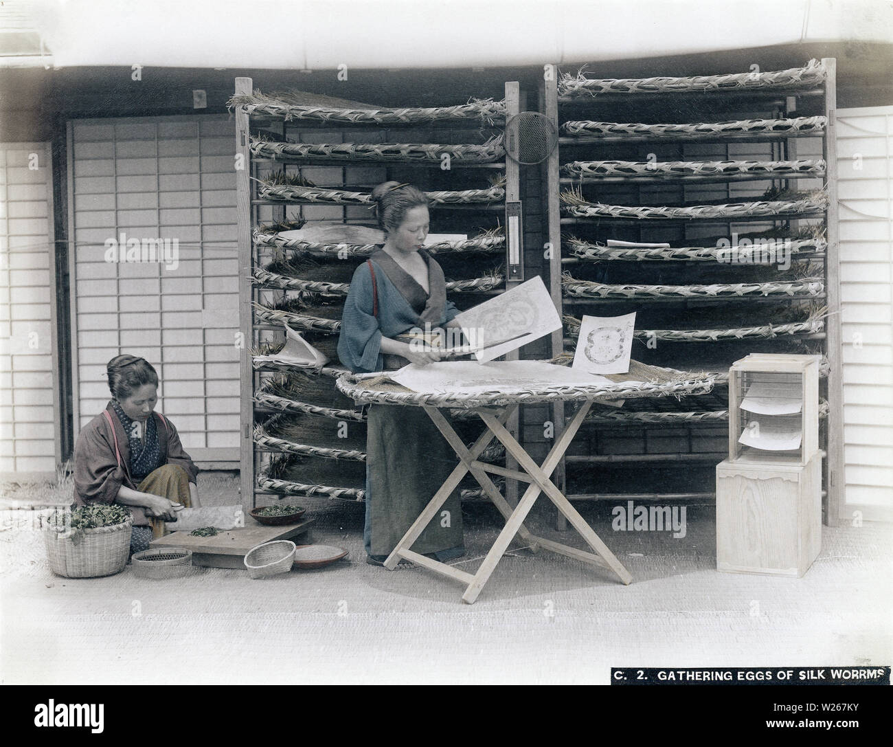 [ 1880s Japan - Removing Silkworm Eggs ] — Two women are removing eggs ...