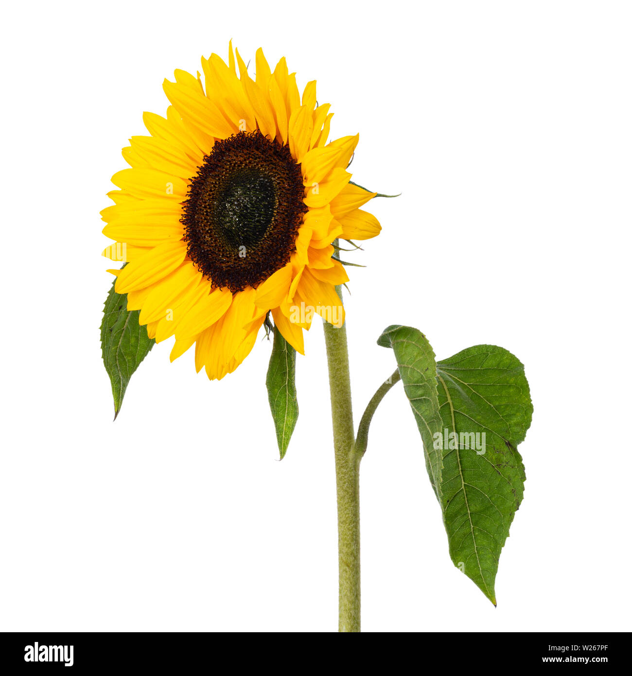 Side view head turned hi-res stock photography and images - Alamy