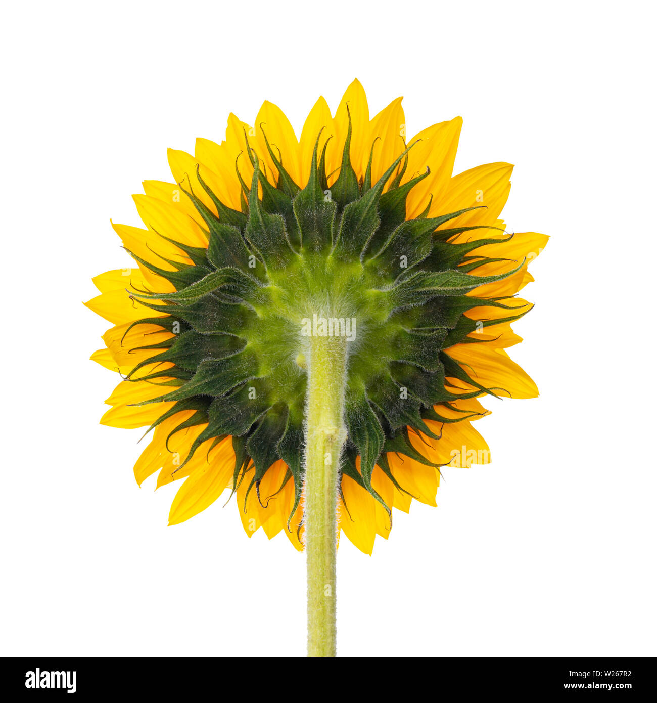 Back view of sunflower hi-res stock photography and images - Alamy