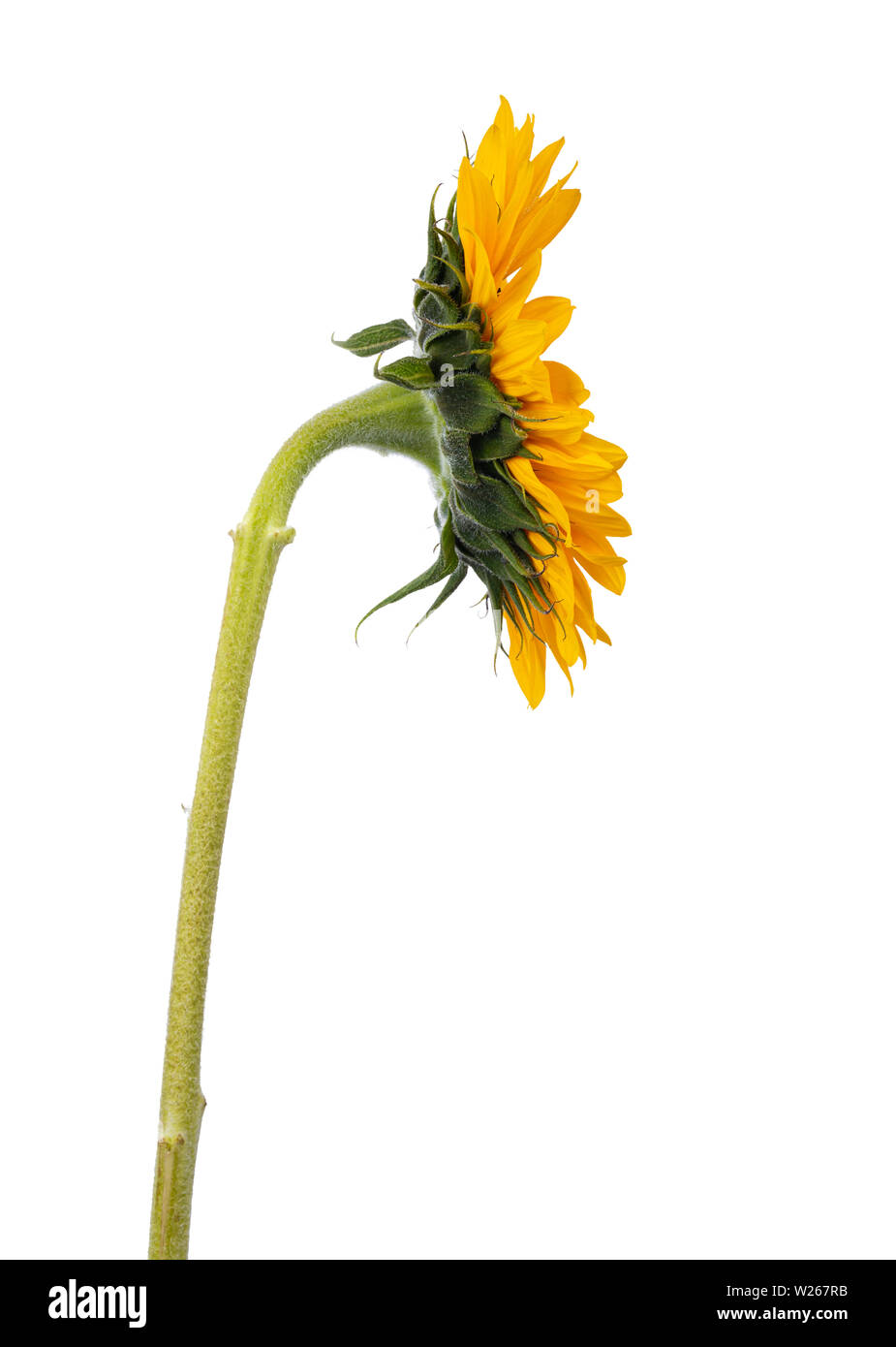 Close up side view of yellow blooming sunflower with long stem and ...