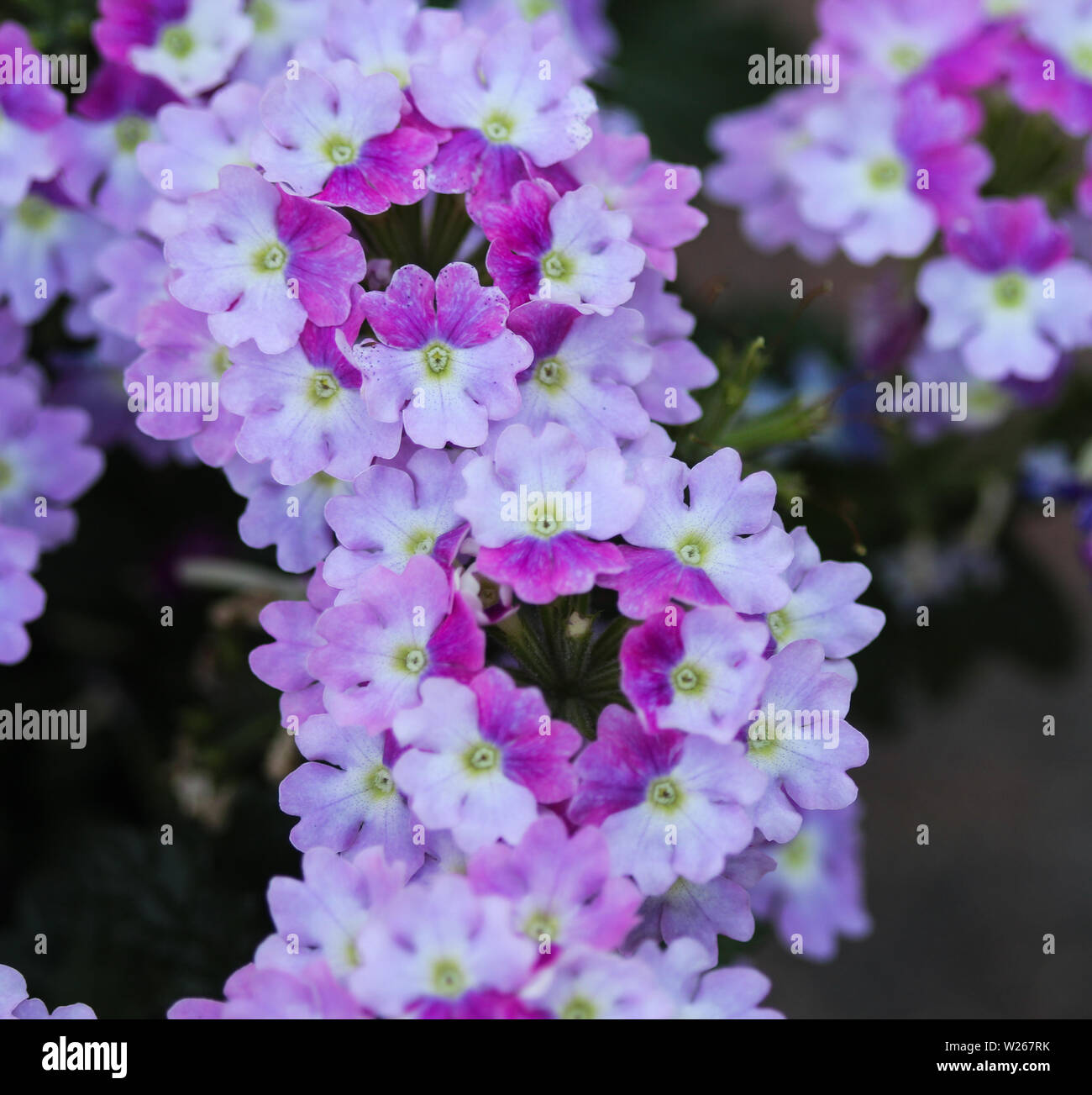 Wicked plant hi-res stock photography and images - Alamy