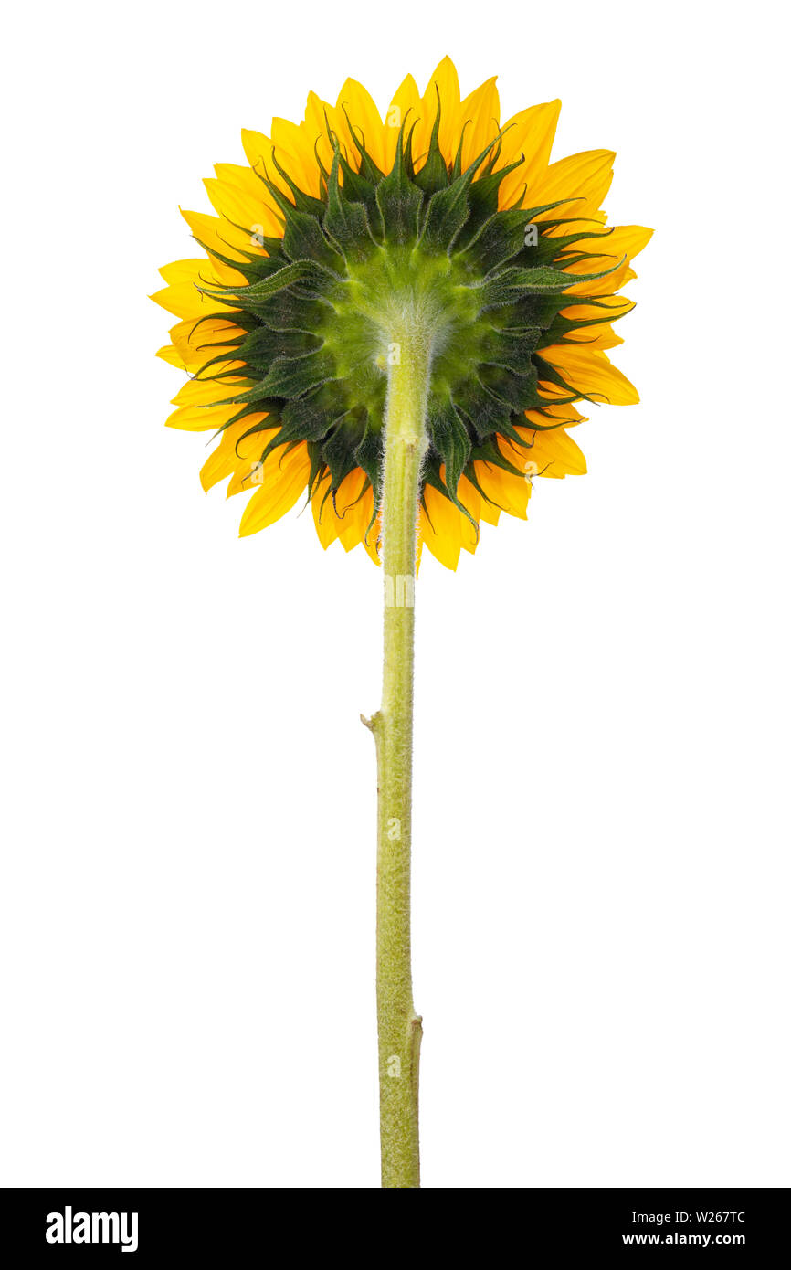 Close up hind side of yellow blooming sunflower with long stem and ...
