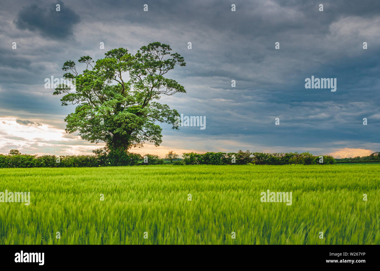 Sycamore tree winter hi-res stock photography and images - Alamy