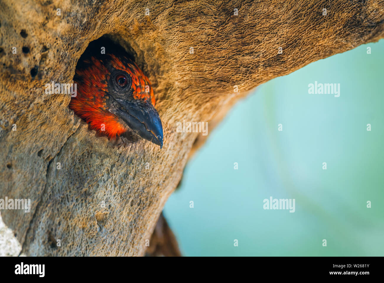 Black collared Barbet nesting in tree hole in Kruger National park ...