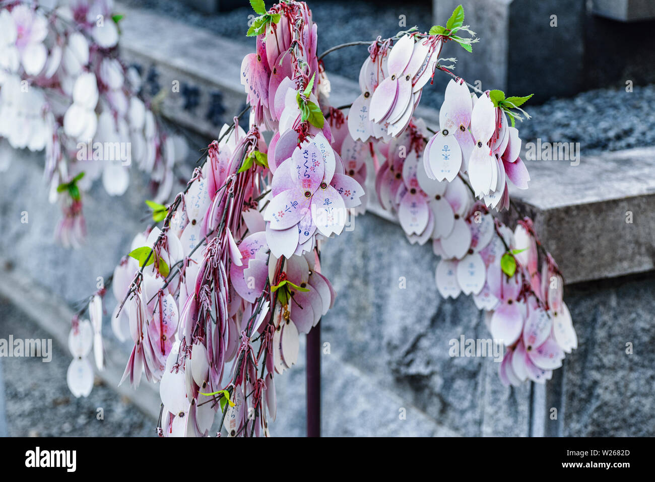August 2018 Japan. Inuyama.Wish Tree in Japan near the temple,Japanese ...