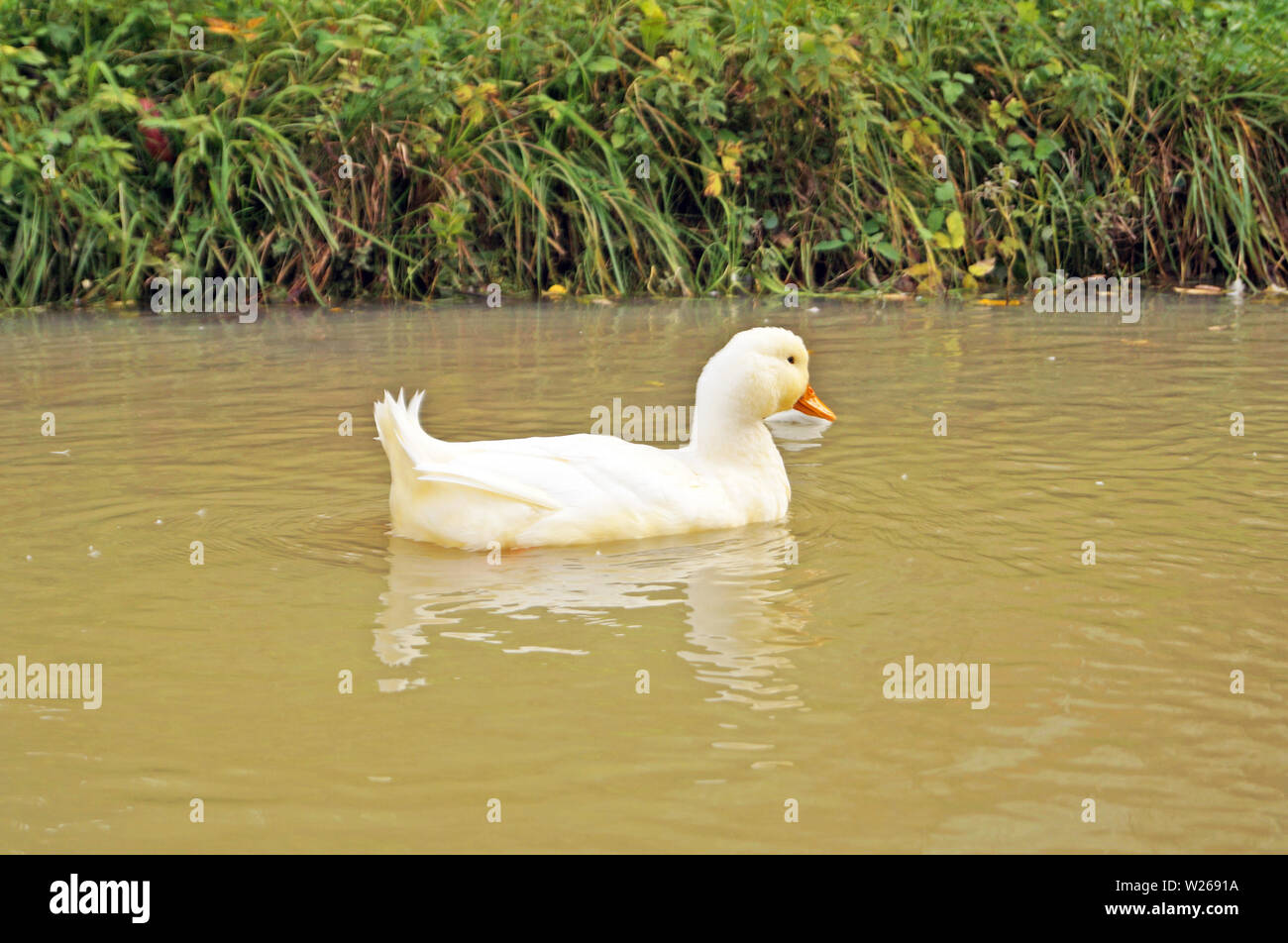 A duck with white feathers swims in a pond near green grass on a sunny ...