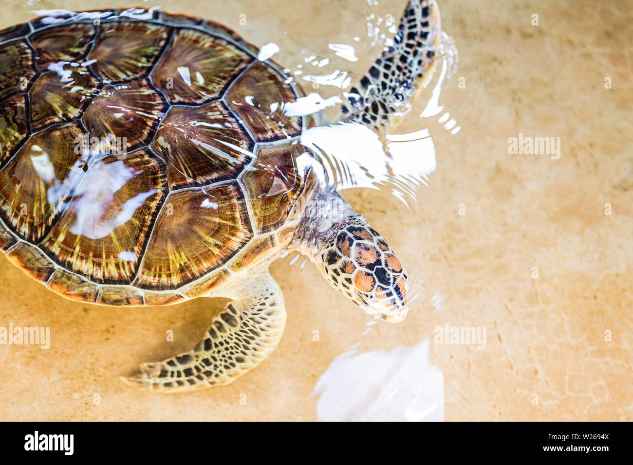 Sea turtle swims in the open pool. Turtle is brown color ...