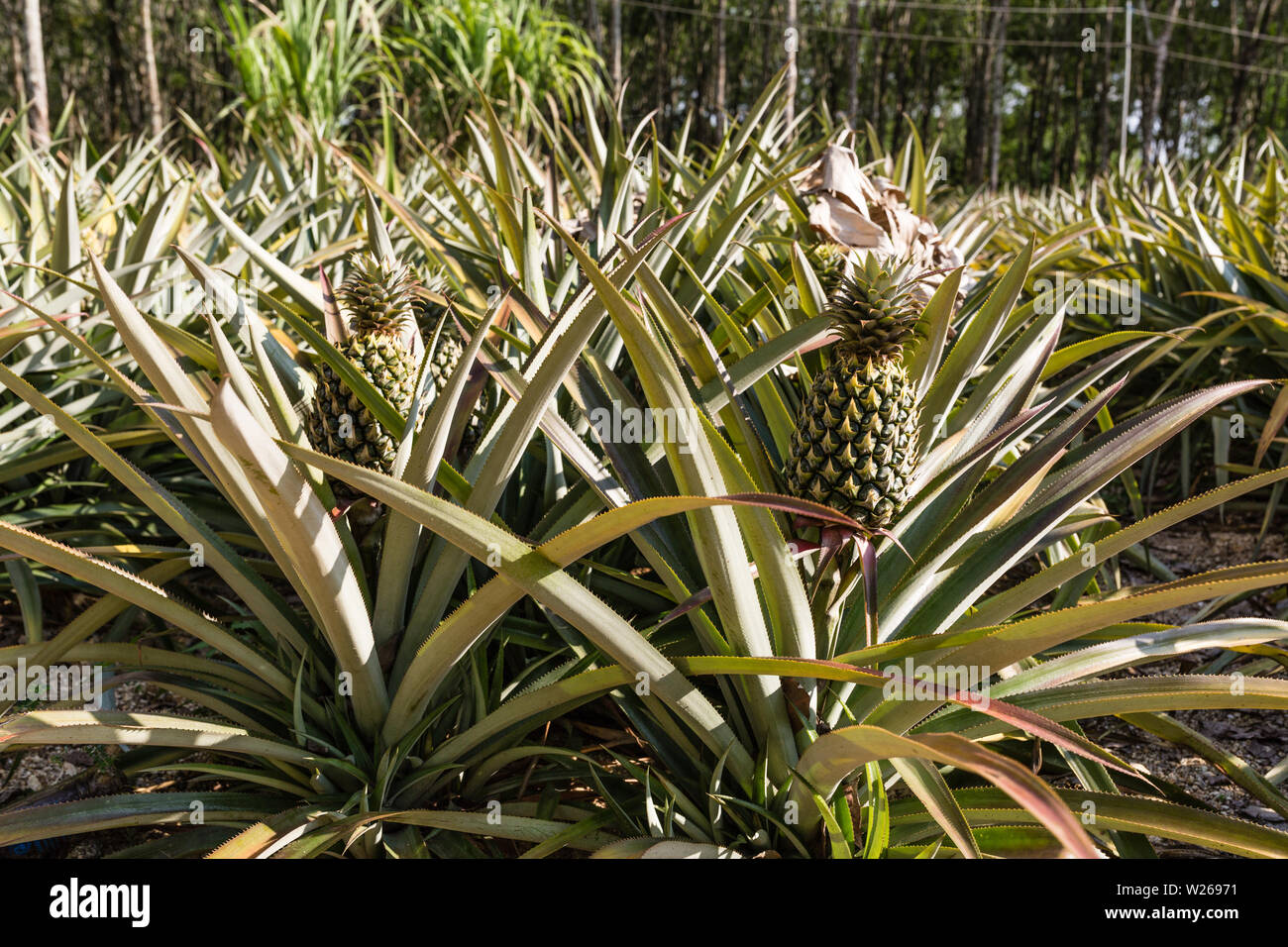 Tropical pineapple fruit outdoor in Phuket island, Thailand Stock Photo ...