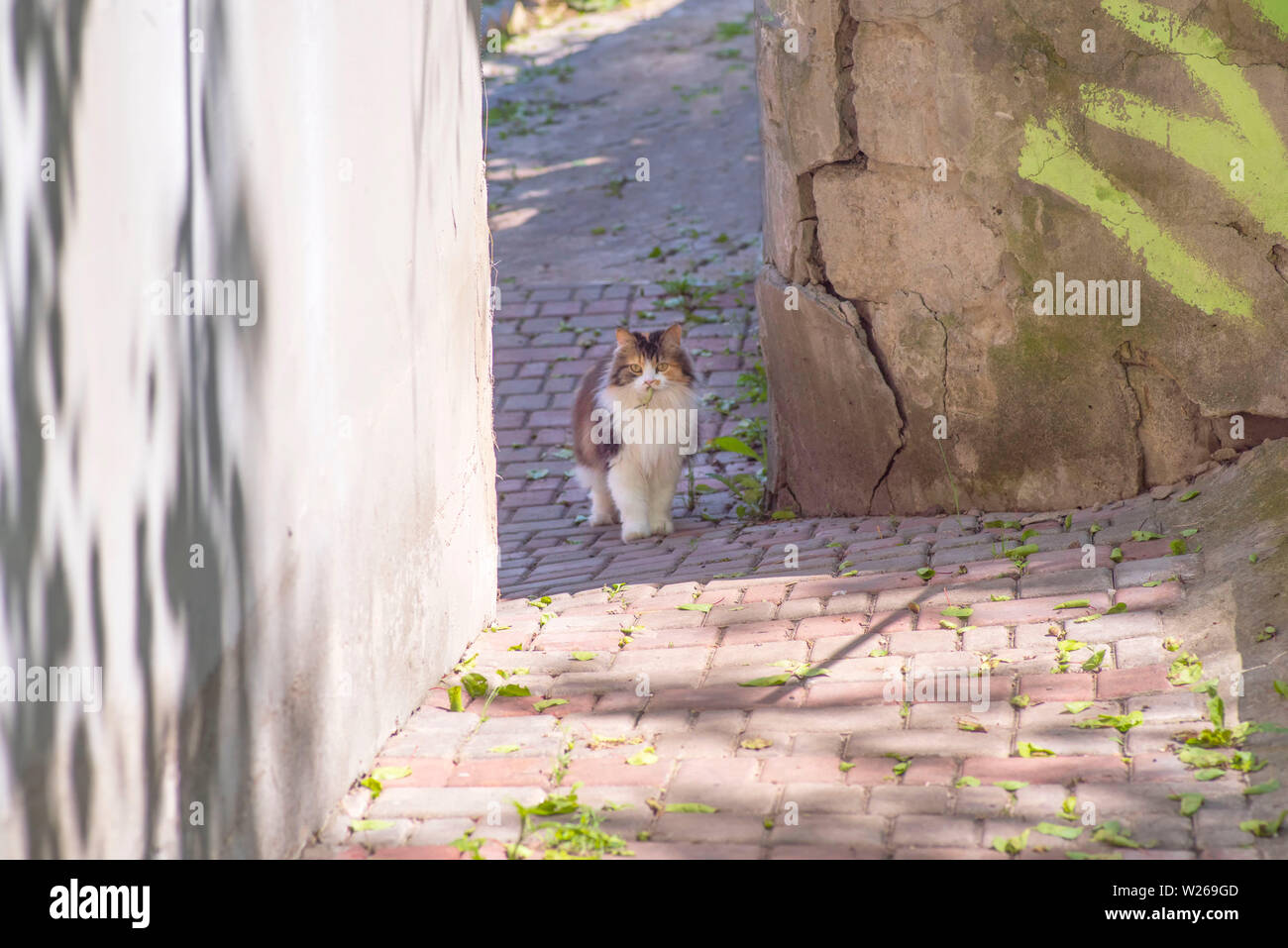 Chewing Lizard High Resolution Stock Photography and Images - Alamy