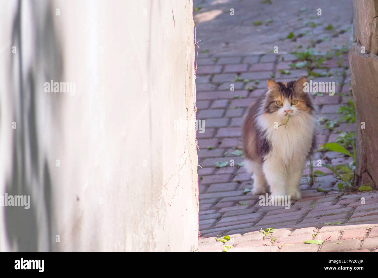 Chewing Lizard High Resolution Stock Photography and Images - Alamy