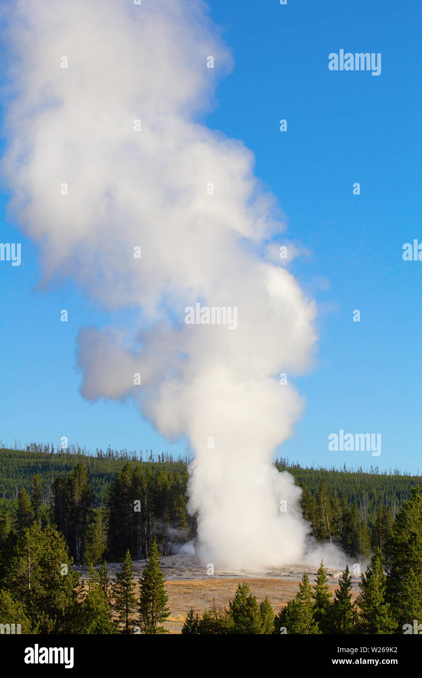 Old Faithful geyser eruption in the Yellowstone national park, USA ...