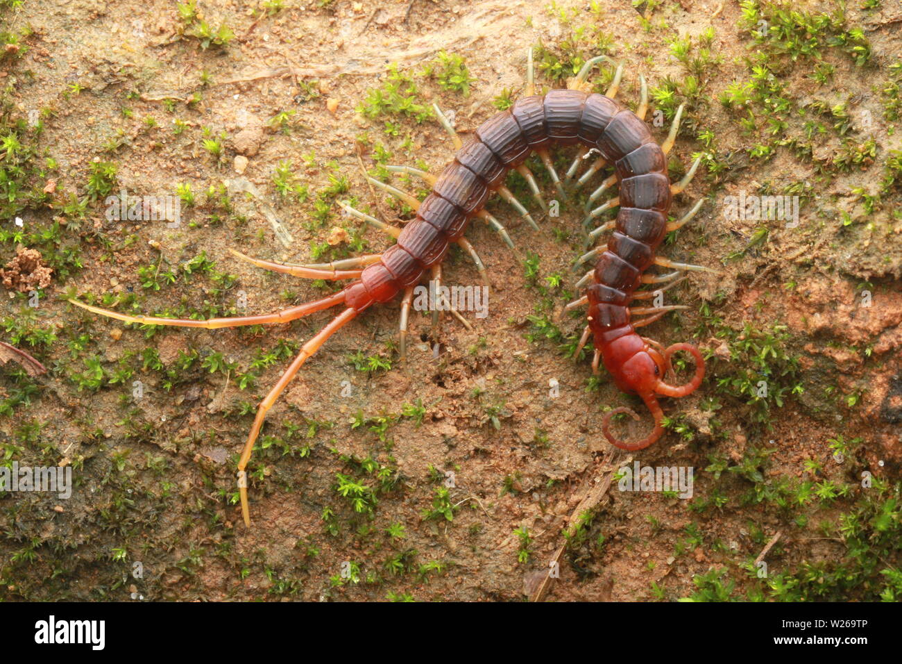 Smalle Red Centipede, Otostigmus, Chilopoda Stock Photo - Alamy