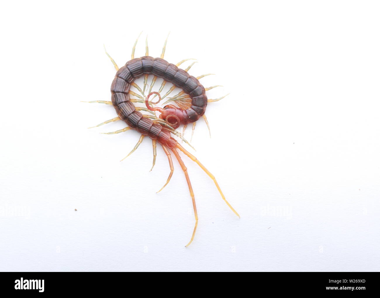 Smalle Red Centipede, Otostigmus, Chilopoda Stock Photo - Alamy