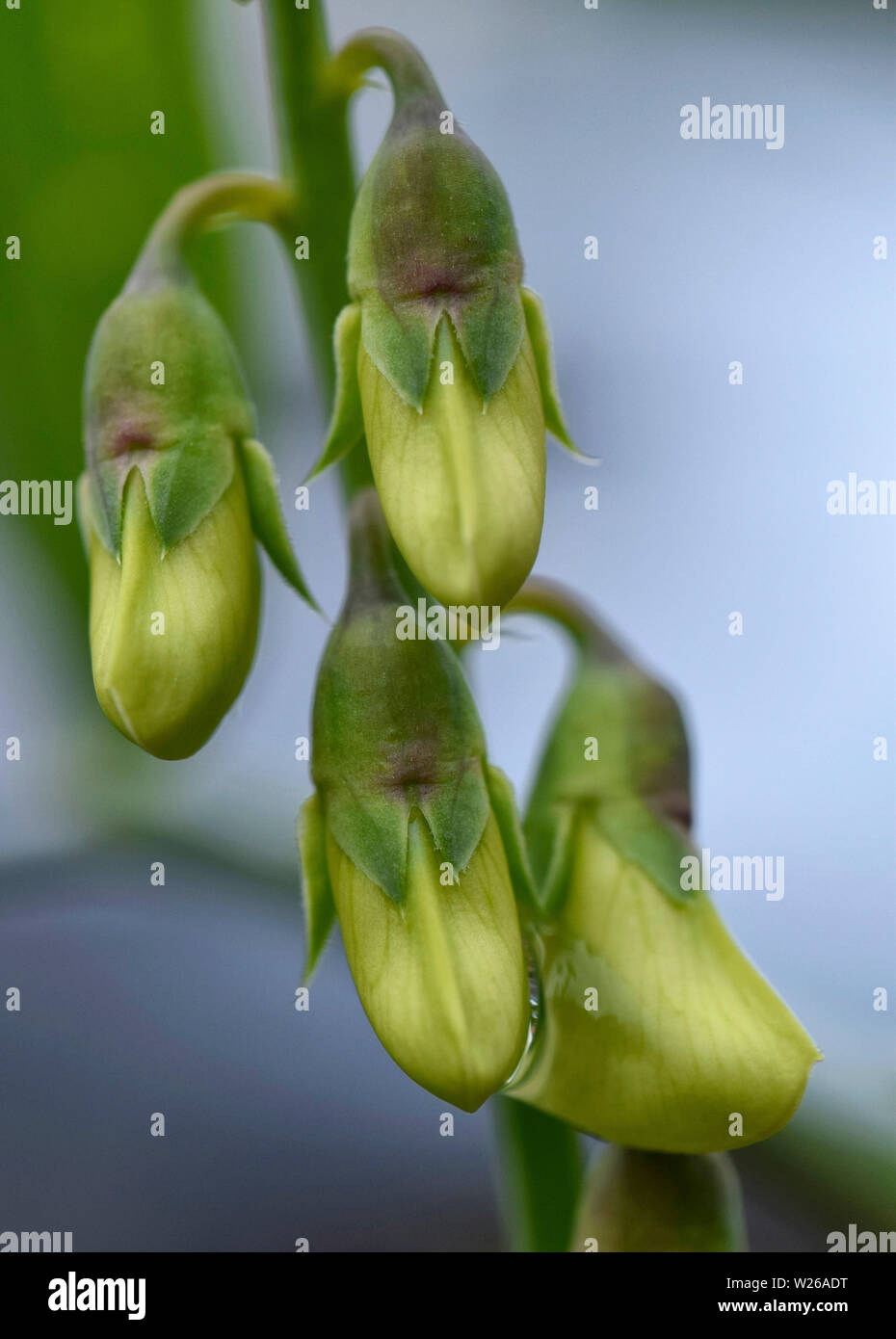 sweet pea flower buds Stock Photo - Alamy