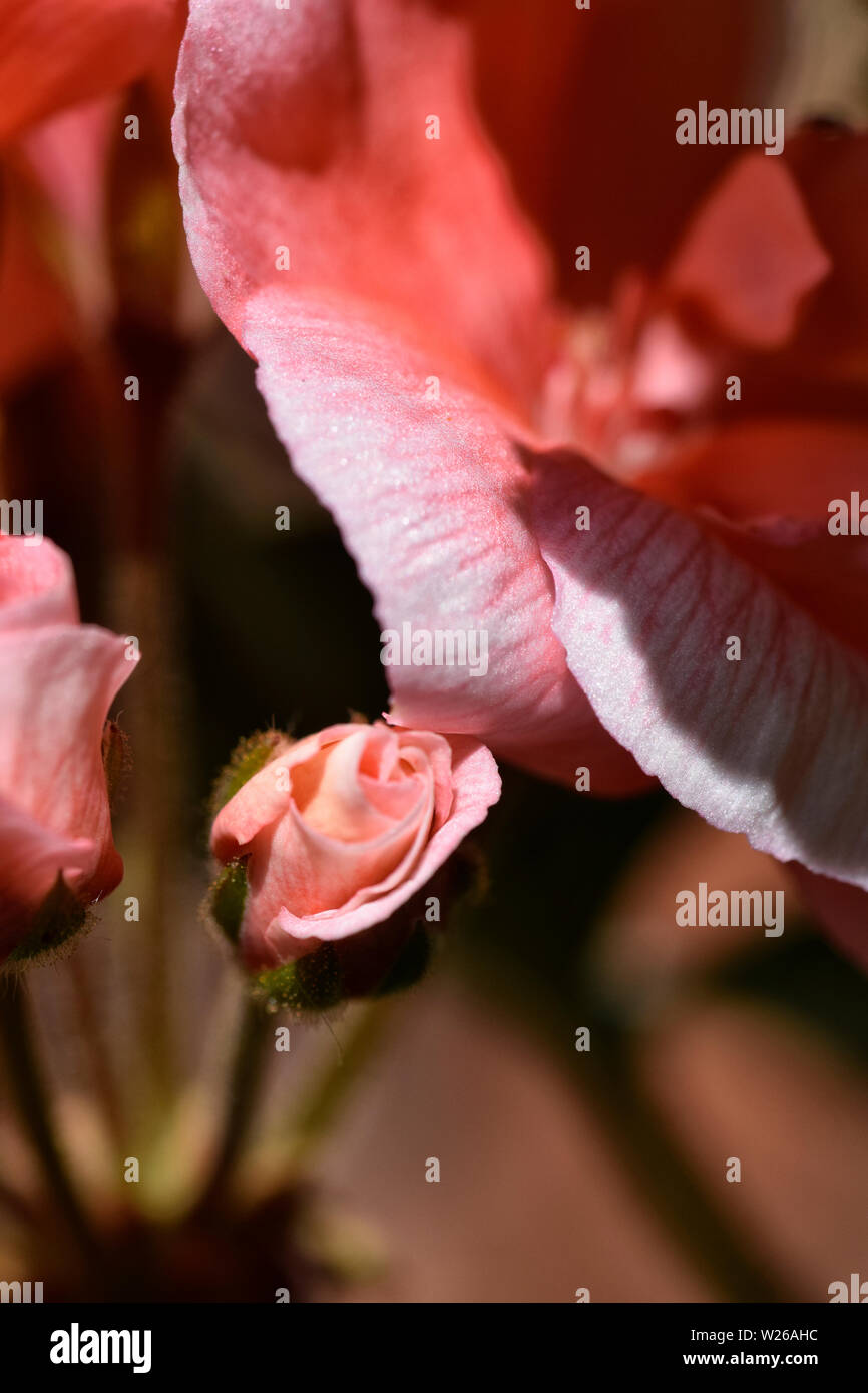 peach geranium flowers Stock Photo - Alamy
