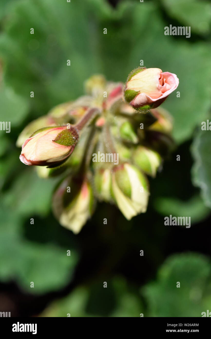 Geranium buds hi-res stock photography and images - Alamy