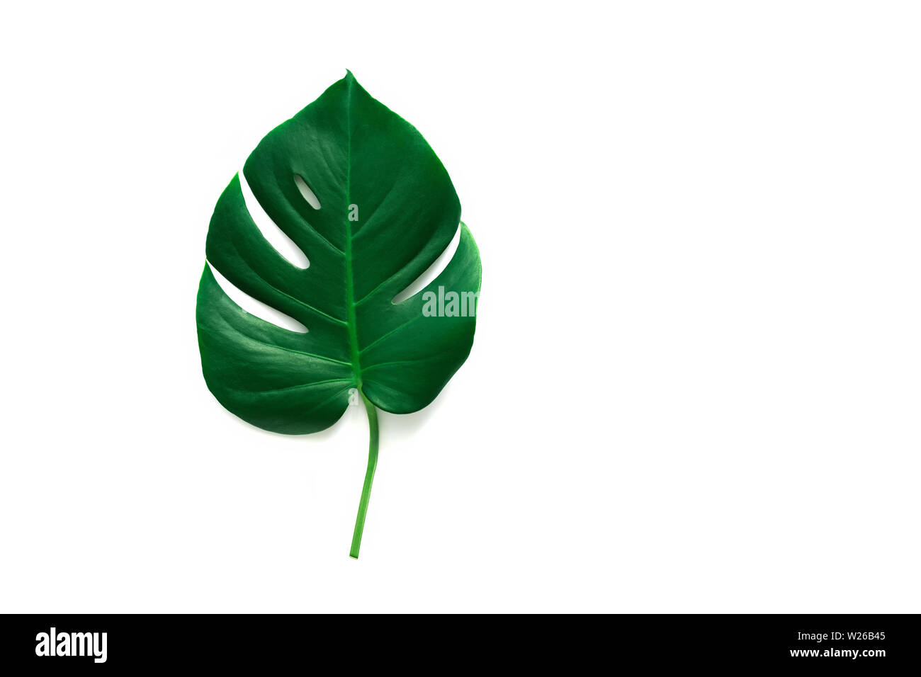 Minimal monstera hi-res stock photography and images - Alamy