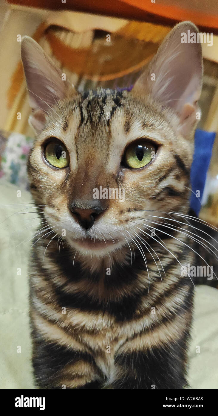 Bengal cat on gold background hi-res stock photography and images - Alamy