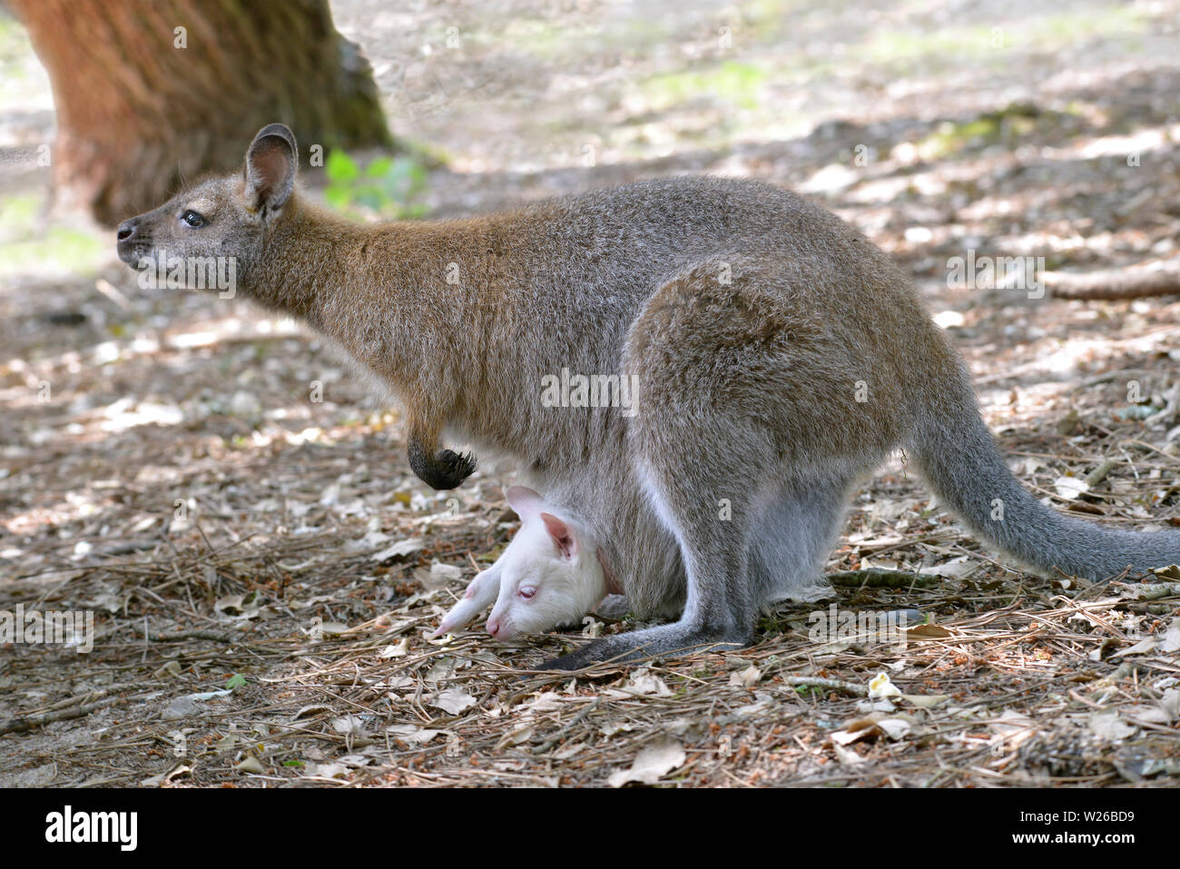 Red-necked wallaby or wallaby of Bennett (Macropus rufogriseus) and its ...