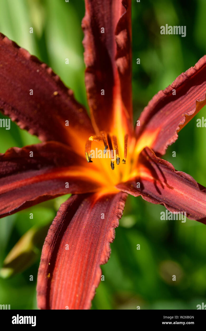 day lily hemerocallis crimson pirate Stock Photo - Alamy