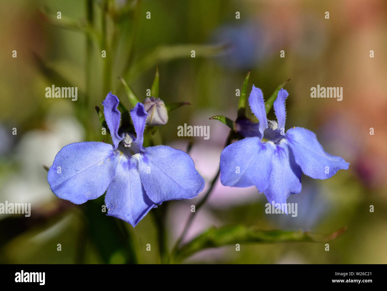 Annual lobelia hi-res stock photography and images - Alamy