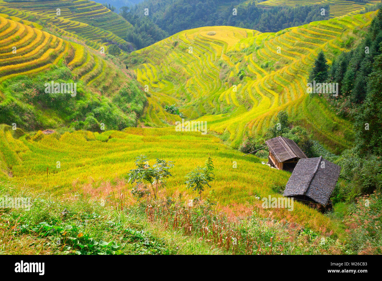 The Longsheng Rice Terraces(Dragon's Backbone) also known as Longji ...