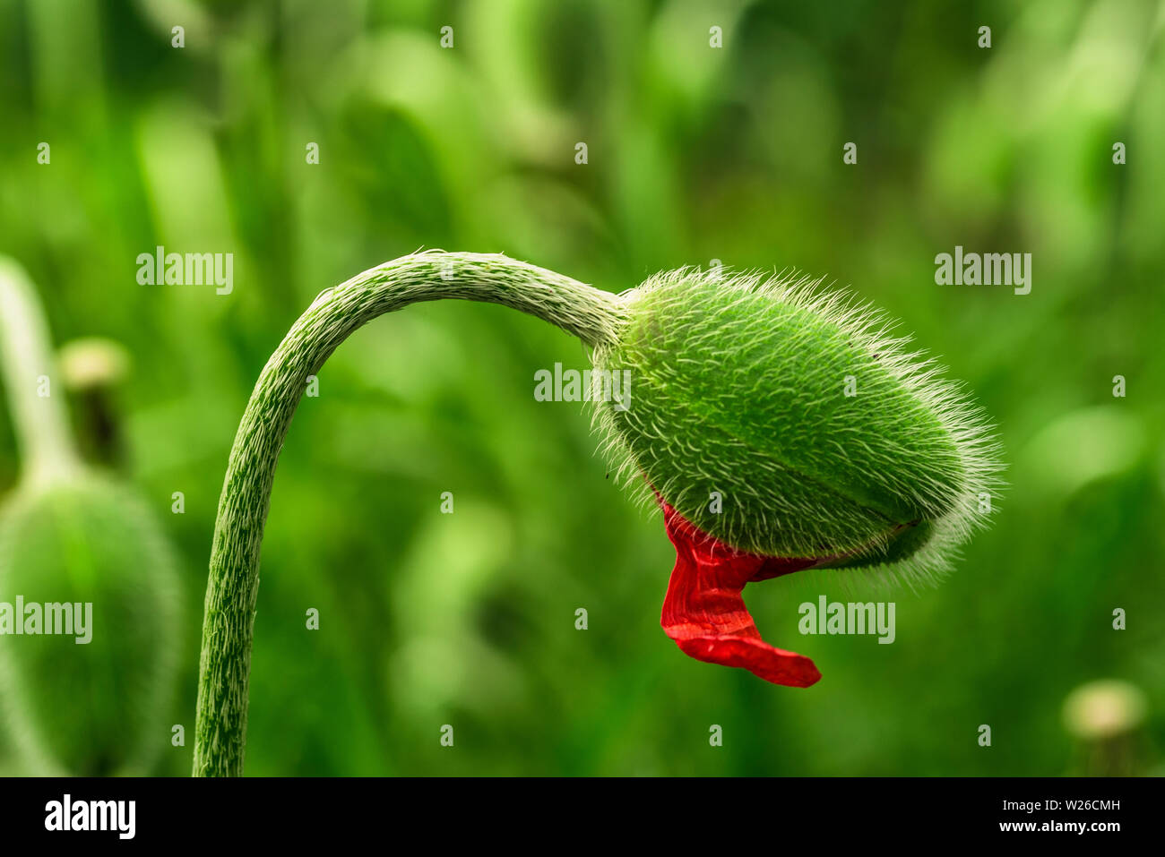 Young spring plant. Sprout of a young poppy in a meadow.Young green ...