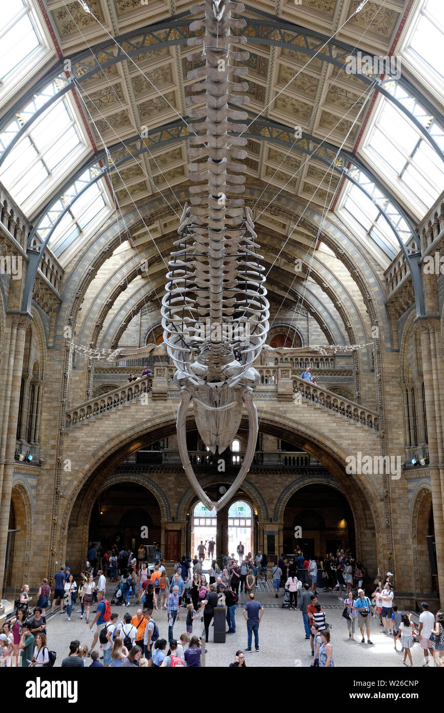 Natural history museum indoors Stock Photo - Alamy