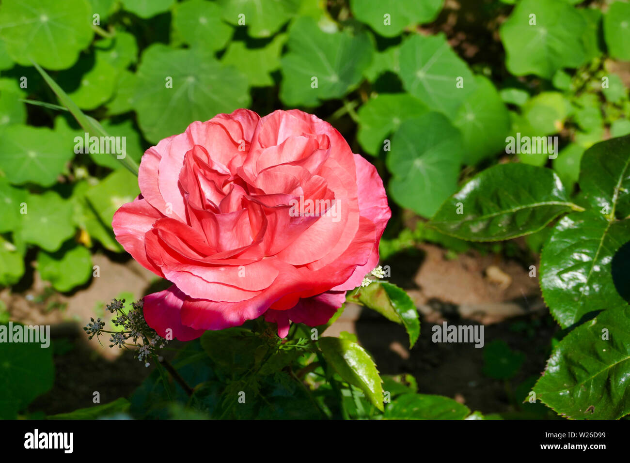Pink hybrid tea rose Stock Photo - Alamy