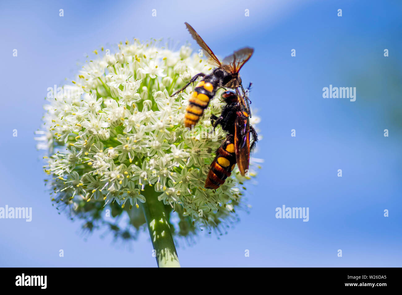 Female giant mammoth wasp hi-res stock photography and images - Alamy