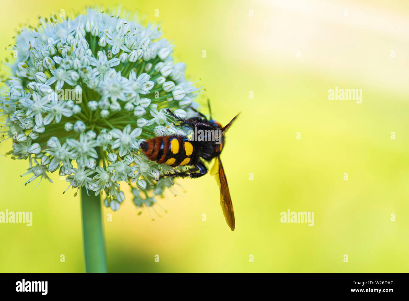 Scola lat. Megascolia maculata lat. Scolia maculata is a species of ...