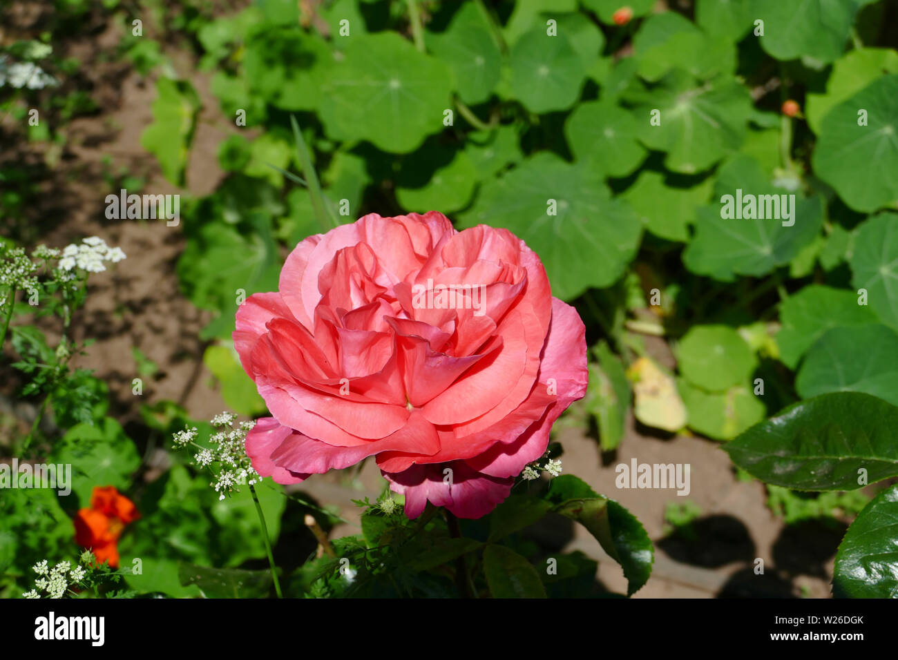 Pink hybrid tea rose Stock Photo - Alamy