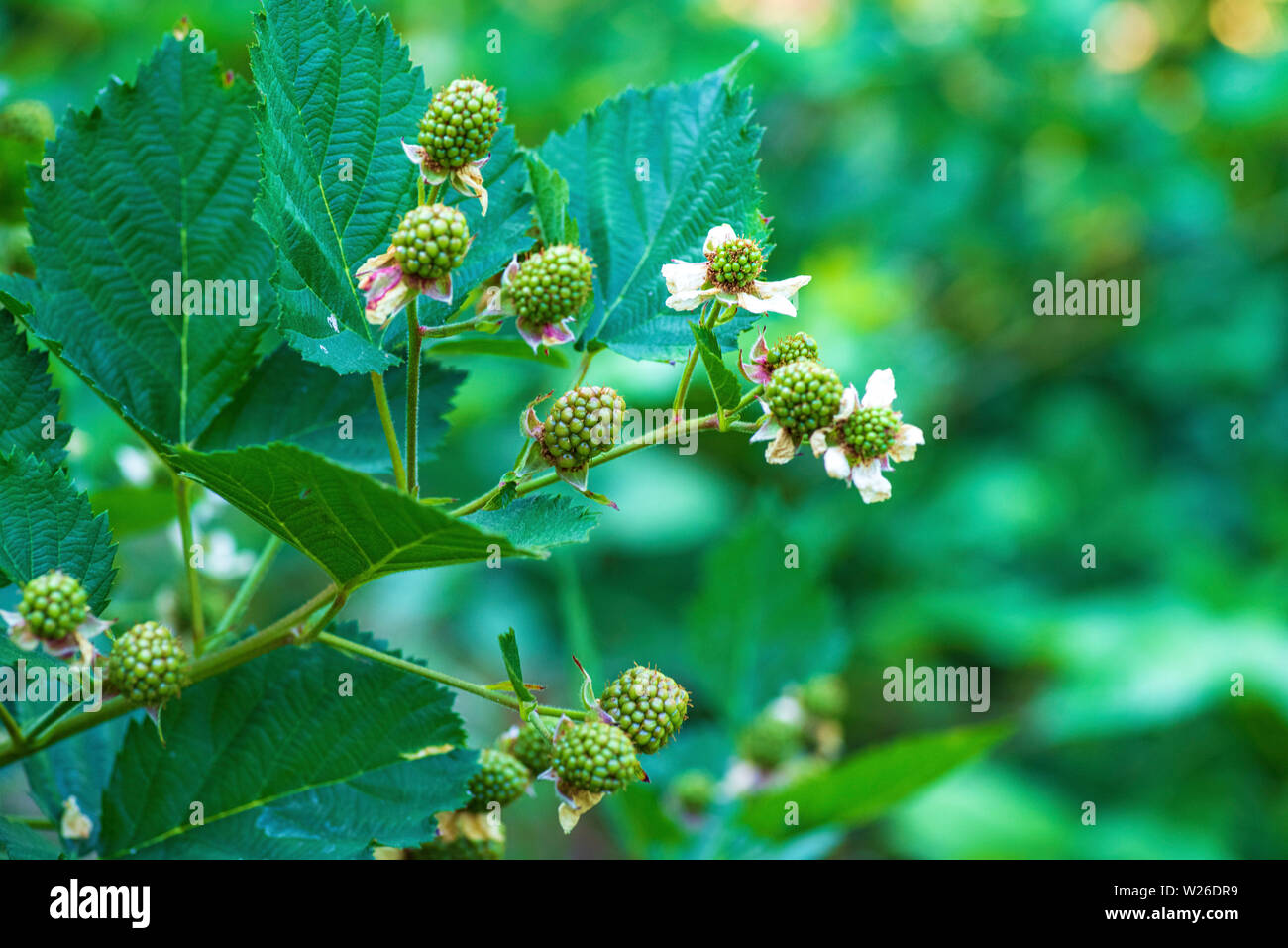 Not ripe blackberries.Not ripe blackberry among green leavesNot ripe ...